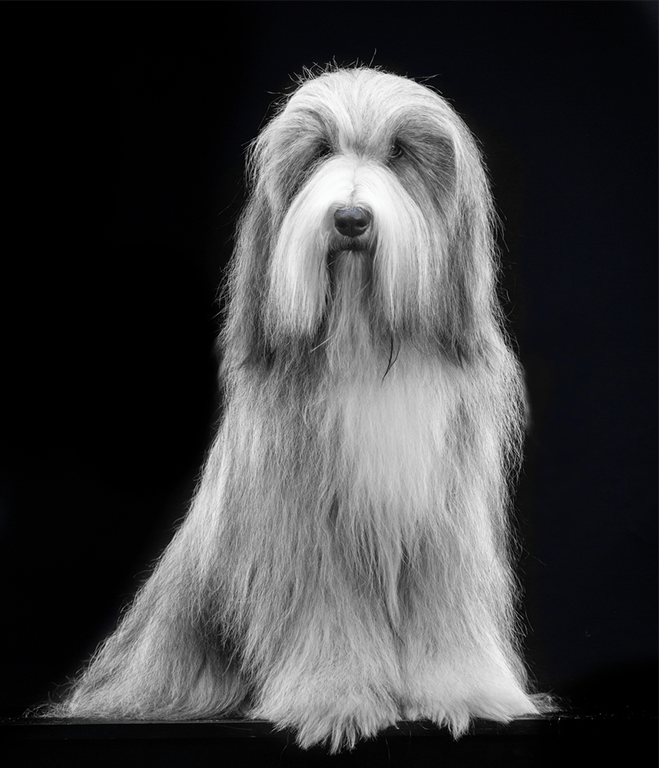 Seizures In Older Dogs - Advice For You To Help Your Old Pet